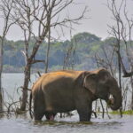 Sri Lanka 3-Day - Sigiriya, Udawalawe, Kandy, Bentota, Ella - What Sets This Tour Apart