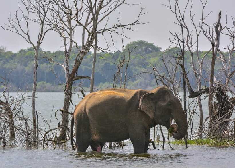 Sri Lanka 3-Day - Sigiriya, Udawalawe, Kandy, Bentota, Ella - What Sets This Tour Apart