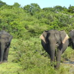 Sri Lanka: 4-Day Tour to Kitulgala, Kandy, and Sigiriya - What’s Included and What to Consider