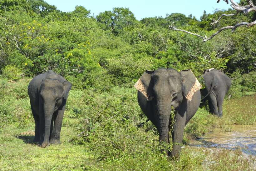 Sri Lanka: 4-Day Tour to Kitulgala, Kandy, and Sigiriya - What’s Included and What to Consider