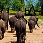 Sri Lanka: 4-day Tour Wildlife and Beach - Who Is This Tour Best For?