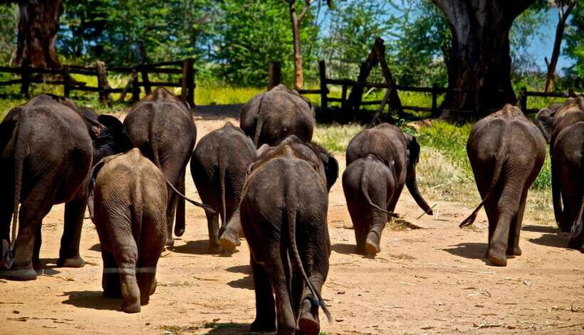 Sri Lanka: 4-day Tour Wildlife and Beach - Who Is This Tour Best For?