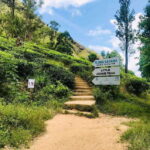 Sri Lanka: 6-Day Wildlife Safari Private Tour - Day 1: Entering the Misty World of Sinharaja Rainforest