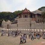 Sri Lanka 8 days Tours with Privet Vehicle & Accommodations (B/B) - Who Is This Tour Best For?