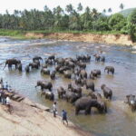Sri Lanka ancient wonders Sigiriya, Kandy, Dambulla 2-day - Breaking Down the Itinerary: What Makes Each Stop Special