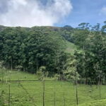 Sri Lanka: Central Province Motorbike Tour as Passenger - What’s Included and How It Works