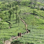 Sri Lanka Compact Highlight 5-Day Tour Sigiriya, Kandy, Ella - Exploring the First Day: Colombo to Sigiriya