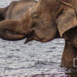 Sri Lanka: Elephant Safari Adventure with Hotel Pickup - What Makes This Tour Stand Out