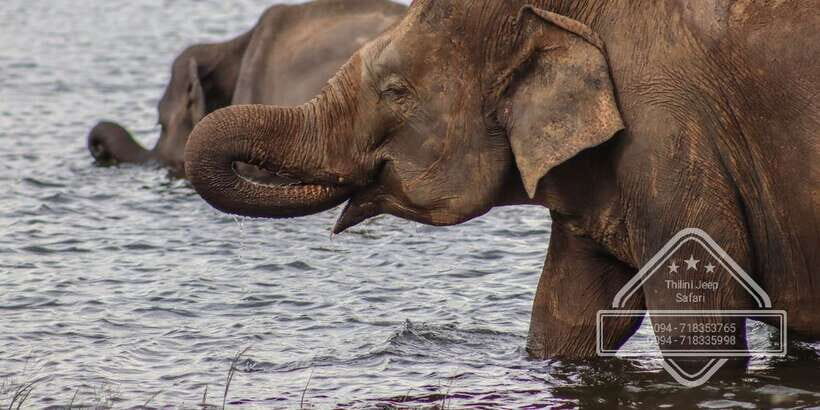 Sri Lanka: Elephant Safari Adventure with Hotel Pickup - What Makes This Tour Stand Out