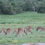 Sri Lanka Private Tour- Beach, Sinharaja, Yala, Udawalawe - Who Will Love This Tour?
