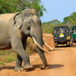 Sri Lanka Private Udawalawe, Sinharaja, Ella With Train Tour - What Travelers Say and Why It Matters