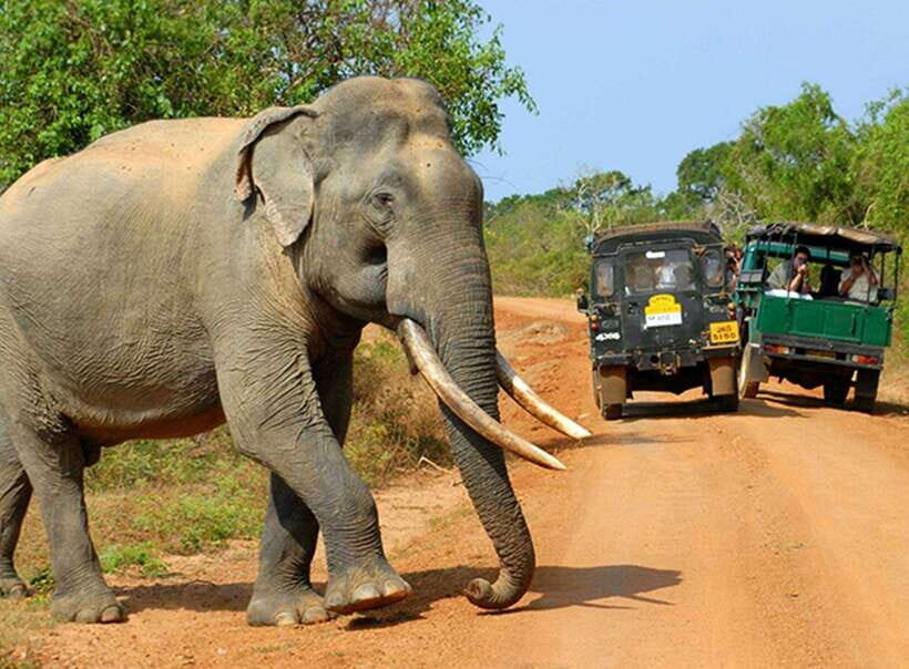 Sri Lanka Private Udawalawe, Sinharaja, Ella With Train Tour - What Travelers Say and Why It Matters