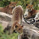 Sri Lanka: Yala National Park Private Safari - An In-Depth Look at What to Expect
