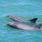 St. Augustine: Expert-Led Dolphin & Wildlife Eco Adventure - The Itinerary: What to Expect