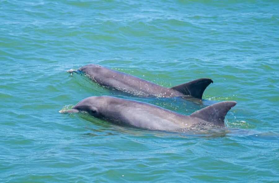 St. Augustine: Expert-Led Dolphin & Wildlife Eco Adventure - The Itinerary: What to Expect