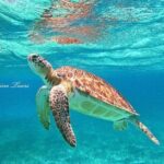 Star and Turtle Sanctuary Snorkeling Tour in Cozumel - Itinerary Breakdown