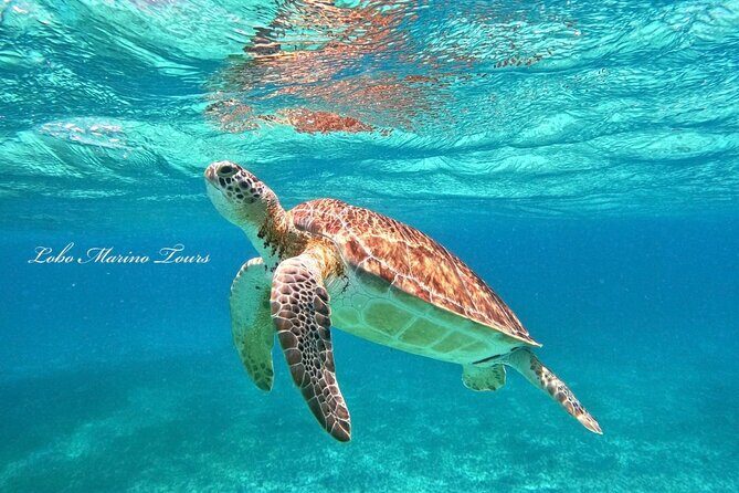 Star and Turtle Sanctuary Snorkeling Tour in Cozumel - Itinerary Breakdown