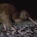 Stewart Island Wild Kiwi Experiences - The Experience: What Youll See and Feel