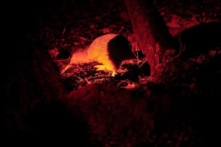 Stewart Island: Wild Kiwi Experiences - Who Is This Tour Best For?