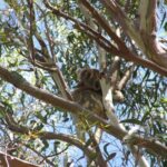 Stradbroke Island 4WD Day Trip from Brisbane - Weighing the Value: Is It Worth It?