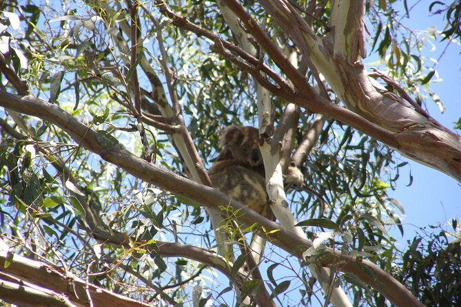 Stradbroke Island 4WD Day Trip from Brisbane - Weighing the Value: Is It Worth It?
