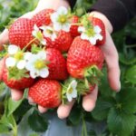Strawberry & Nami Island & Garden Trip (+Opt Gangchon Railbike) - Practical Considerations and Value