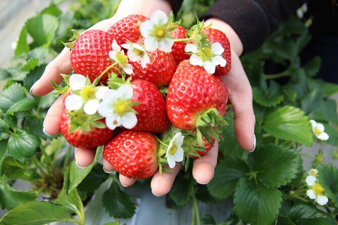 Strawberry & Nami Island & Garden Trip (+Opt Gangchon Railbike) - Practical Considerations and Value