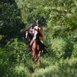 STROLL the Jungle Trails on a HORSE. Includes Transportation and Equipment. - Is It Worth the Cost?