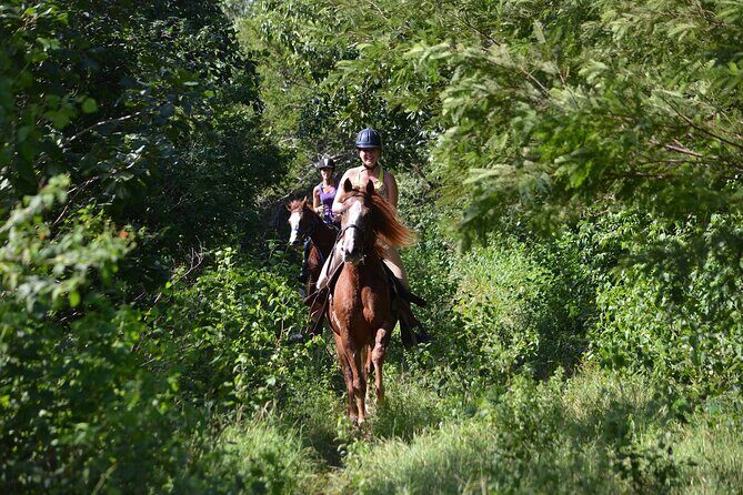STROLL the Jungle Trails on a HORSE. Includes Transportation and Equipment. - Is It Worth the Cost?
