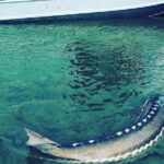 Sturgeon fishing on the Fraser river - The Scenic Setting and Wildlife