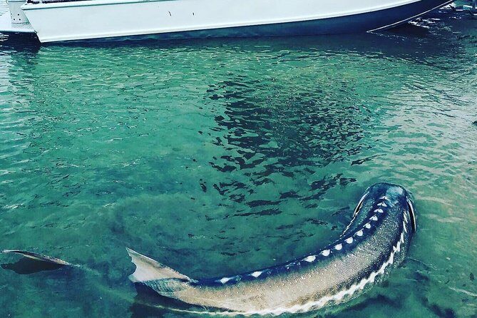 Sturgeon fishing on the Fraser river - The Scenic Setting and Wildlife