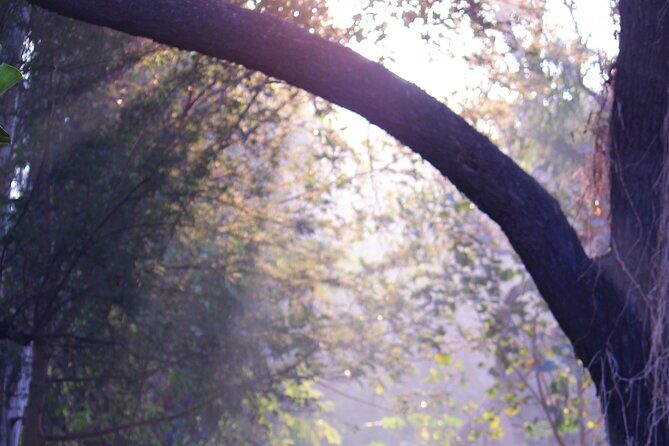 Sunder Nursery Delhi's Heritage Garden Walk Tour - Insights from Past Travelers