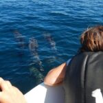 Sunrise dolphin watching experience and Bar Reef snorkelling  Kalpitiya - The Itinerary: From Sunrise to Snorkel