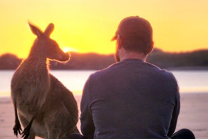 Sunrise with the kangaroos and wallabies - Practical Tips for Making the Most of Your Tour