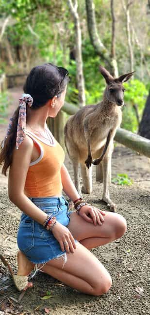 Sunrise with the Kangaroos & Wallabies - Airlie Beach - Exploring Cape Hillsborough National Park