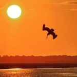 Sunset Dolphin Cruise (options for public of private) - The Itinerary: What You Can Expect