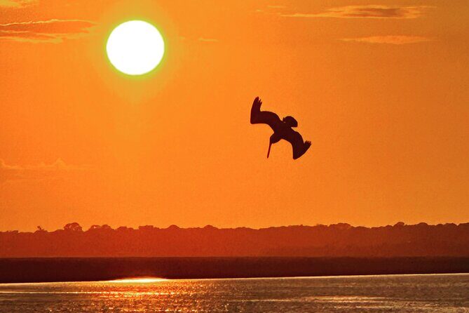 Sunset Dolphin Cruise (options for public of private) - The Itinerary: What You Can Expect
