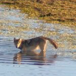 Sunset Hayden Valley Wildlife Safari | Catered Dinner | PRIVATE - The Itinerary Breakdown: What You Can Expect