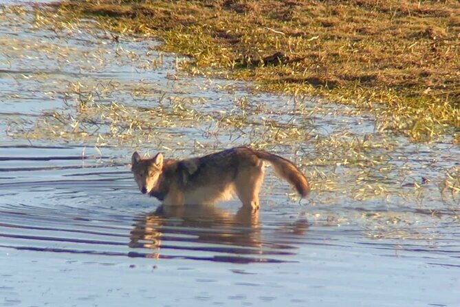 Sunset Hayden Valley Wildlife Safari | Catered Dinner | PRIVATE - The Itinerary Breakdown: What You Can Expect