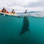 Sunset Kayak tour in Kaikoura - The Route and Marine Highlights