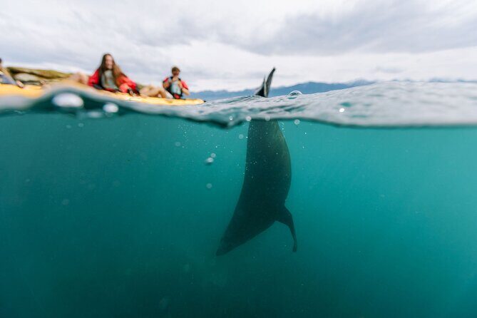 Sunset Kayak tour in Kaikoura - The Route and Marine Highlights