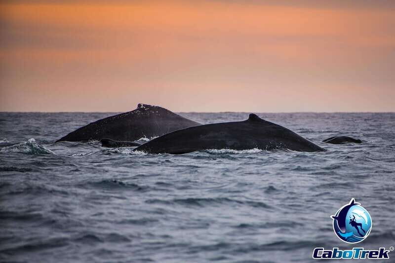 Sunset Whale Watching Cruise in Cabo San Lucas - The Journey: What to Expect Step-by-Step
