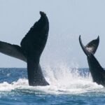 Sunset Whale Watching in San Jose del Cabo - FAQ