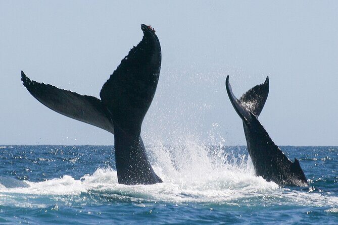 Sunset Whale Watching in San Jose del Cabo - FAQ