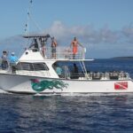 Sunset Whale Watching Shared Activity - Practical Details & Logistics