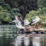 Sunshine Coast: Eumundi & Noosa Everglades with River Cruise - Practical Aspects and Comfort