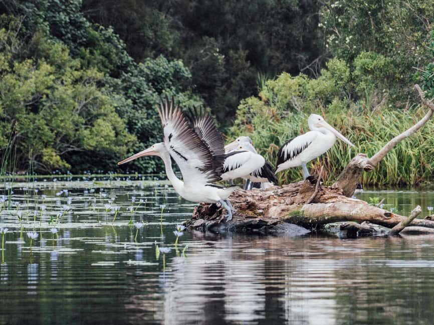 Sunshine Coast: Eumundi & Noosa Everglades with River Cruise - Practical Aspects and Comfort