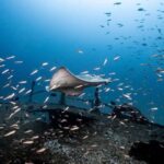 Sunshine Coast: Scuba Dive the Ex-HMAS Brisbane Ship Wreck - The Itinerary and What Makes It Special