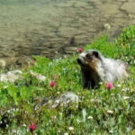 Sunshine Meadows Daily Guided Hike with Gondola - Why This Tour Offers Great Value