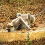 Super Luxury Jeep Safari at Yala National Park - Who Will Love This Safari?